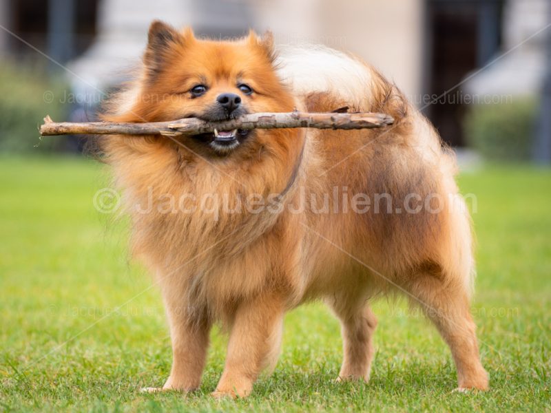 Spitz Dog Free Stock Photo to Download Animals HD Images