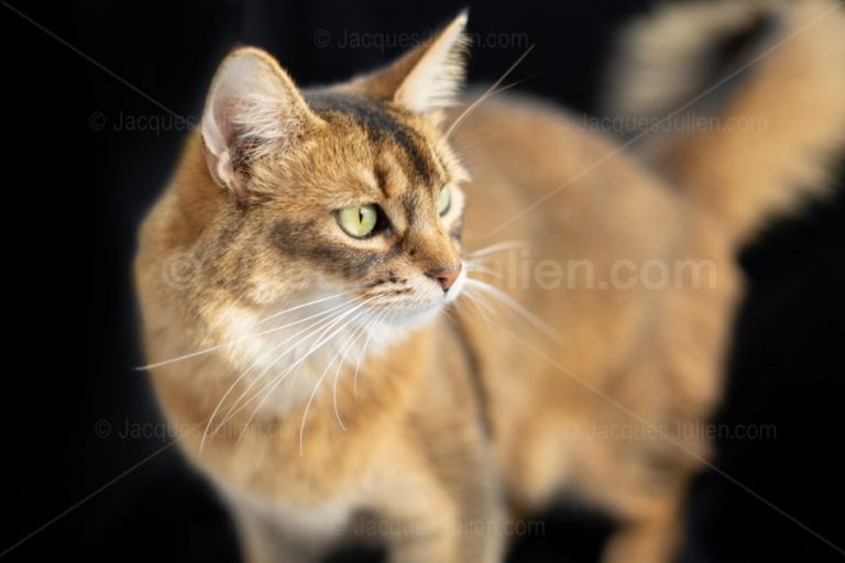 Long-haired Abyssinian cat on black background - Stock Photo
