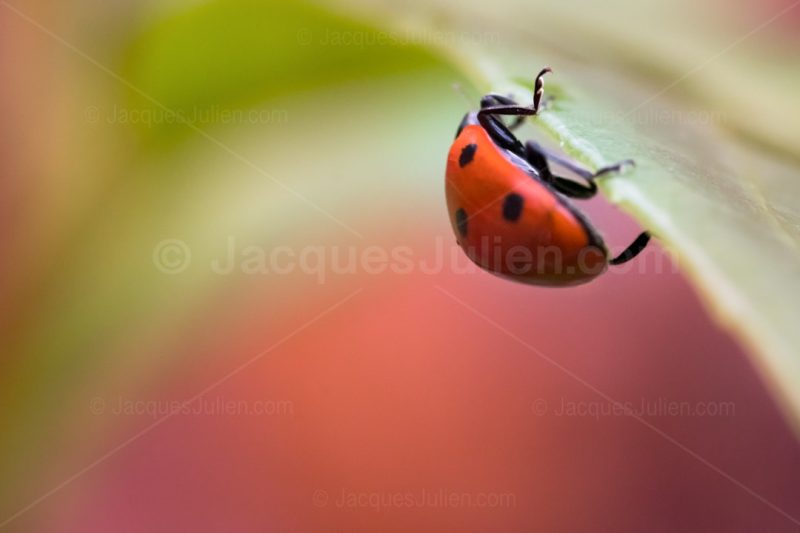 Ladybird beetle - Macro photography - Jacques Julien Photo