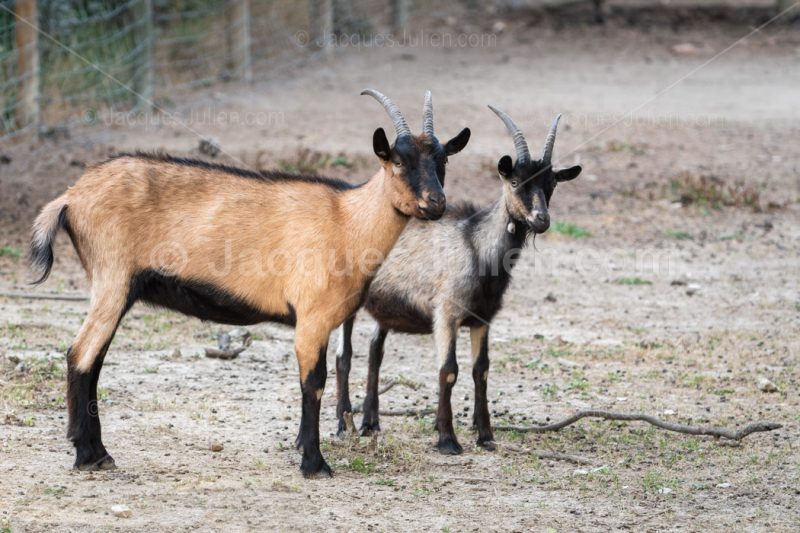 Alpine goats - Stock photos and prints - Farm Animals photography