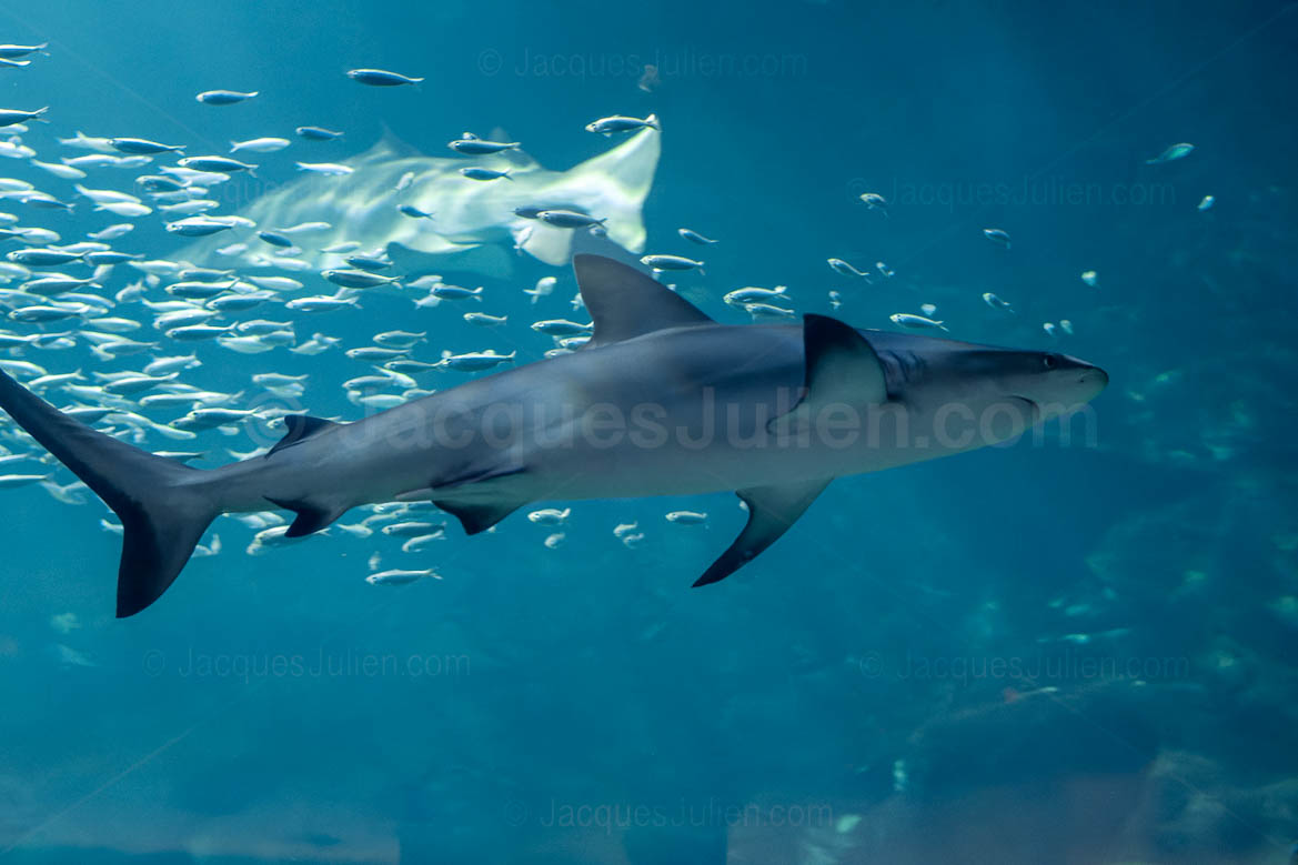 Grey reef shark - Stock photo and prints - Fish photography