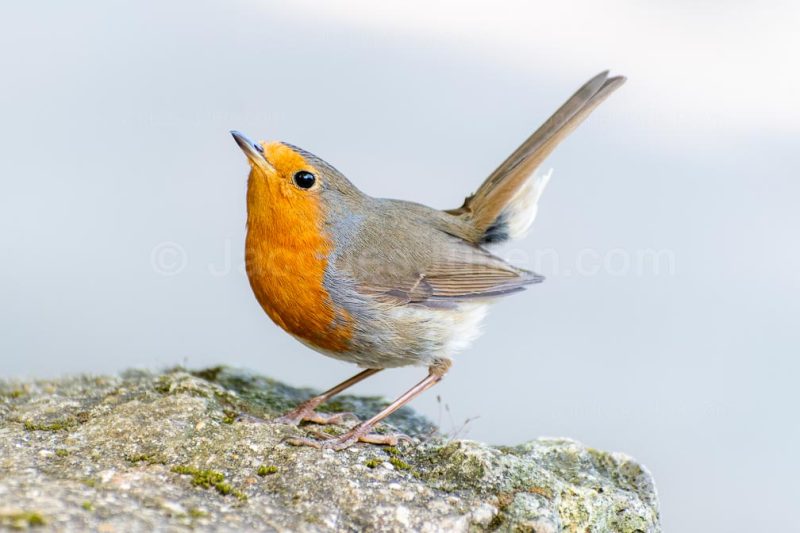 Galerie d'images d'oiseaux - Photos à télécharger et tirages