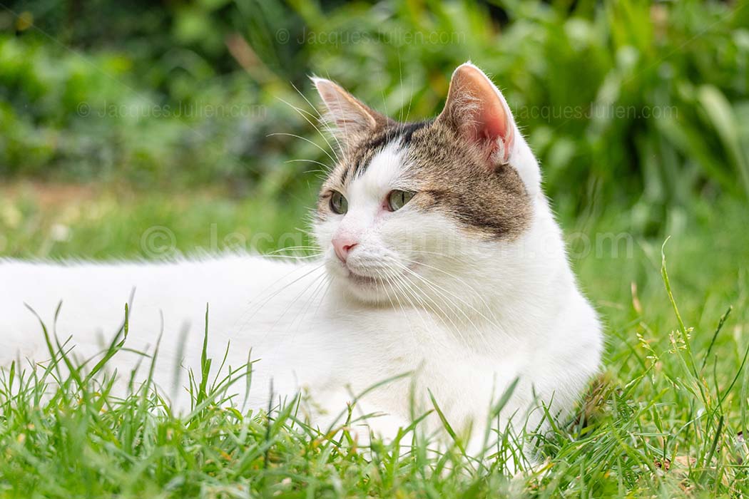 Chat tigré blanc et brun - Photo d'animal à télécharger et tirages
