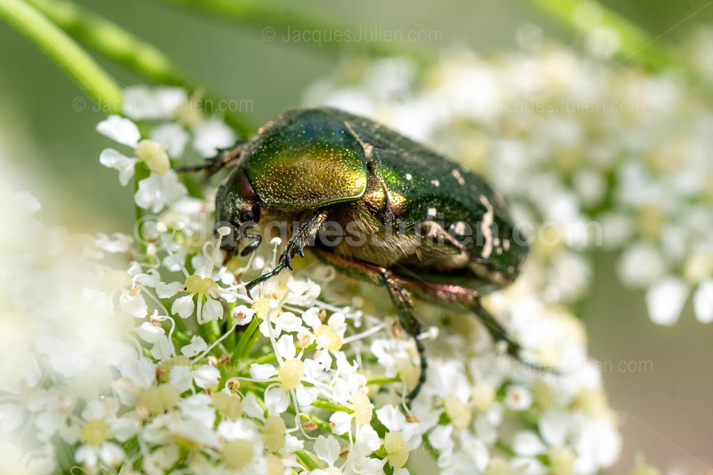 Cétoine dorée - Scarabée vert - Photo à télécharger et tirages