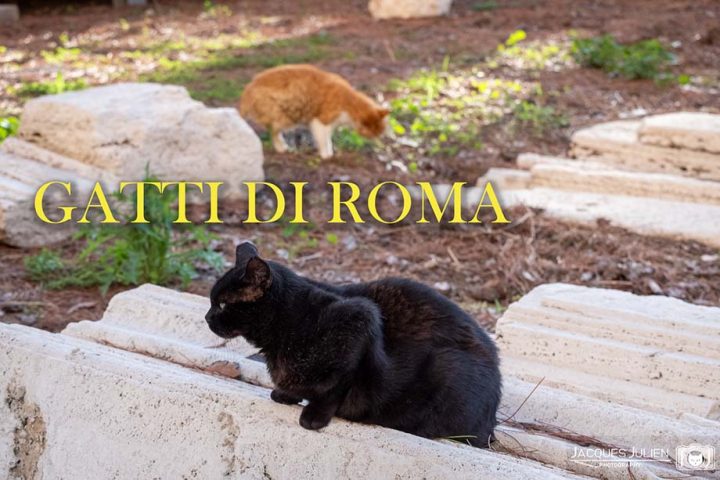 Gatti di Roma - The Cat Sanctuary - Jacques Julien Photography