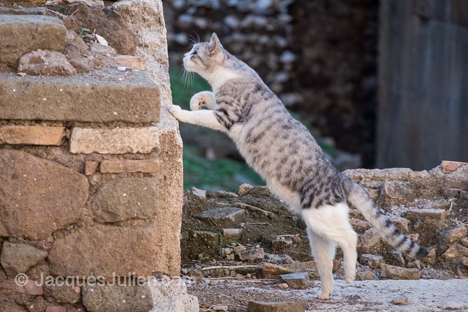 Gatti di Roma - The Cat Sanctuary - Jacques Julien Photography